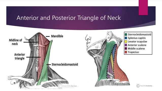 Triangles of Neck.pptx