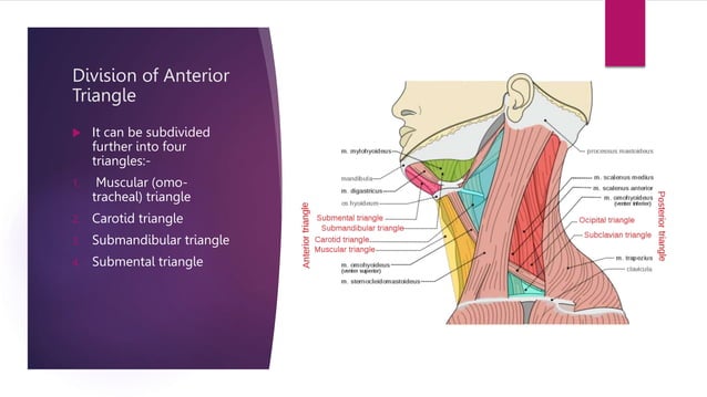 Triangles of Neck.pptx