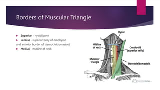Triangles of Neck.pptx