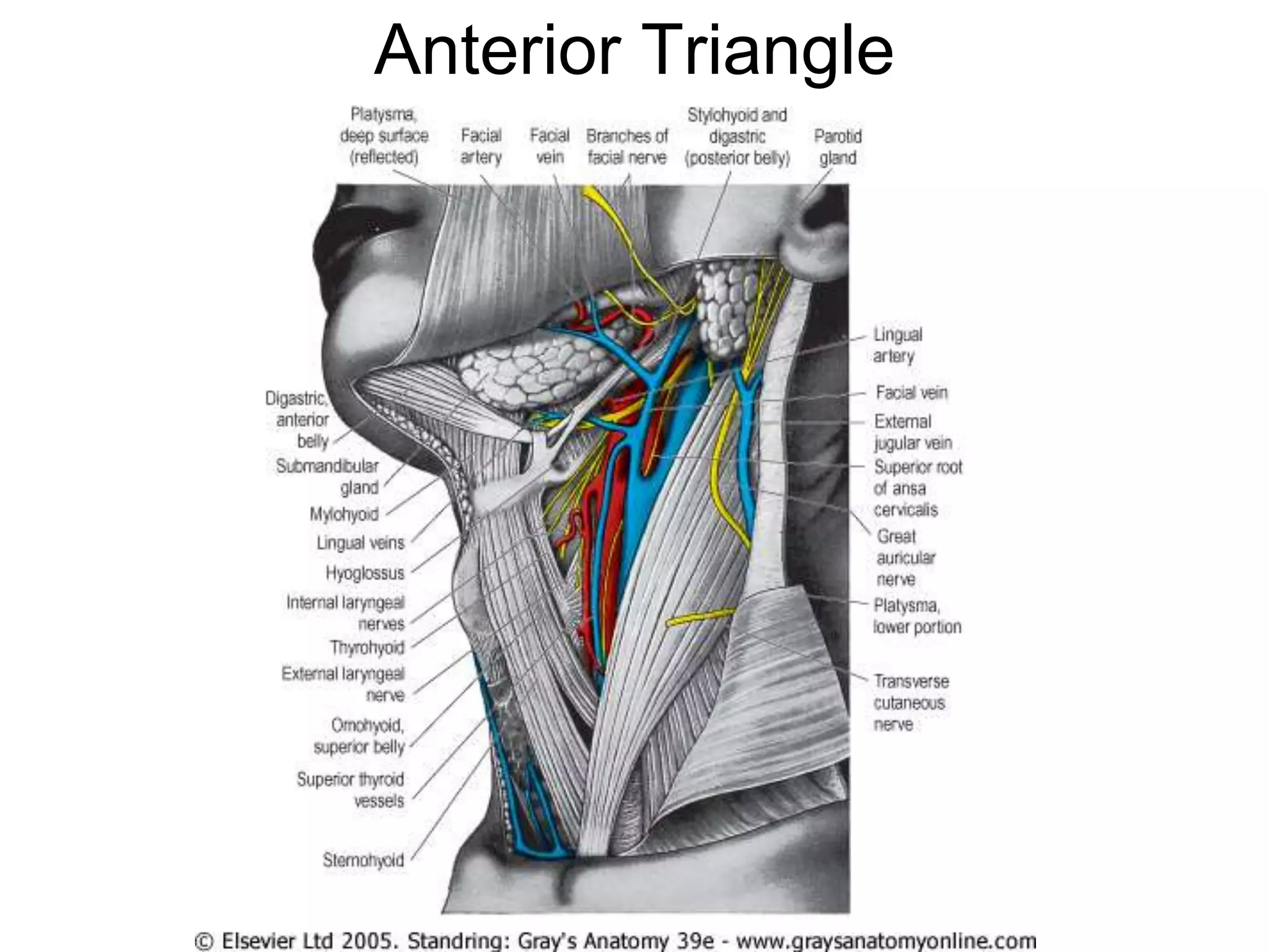 triangles of neck.ppt