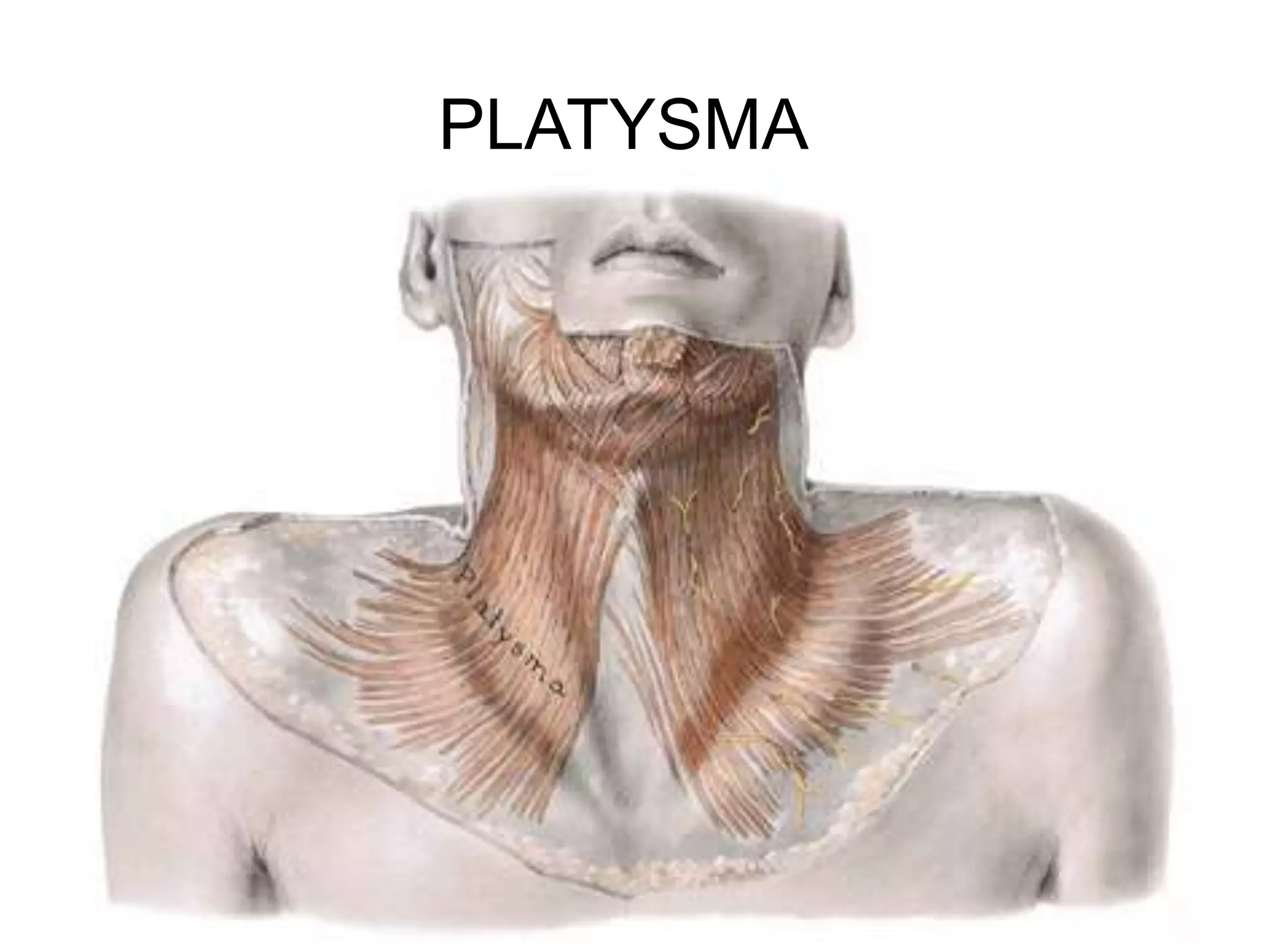triangles of neck.ppt