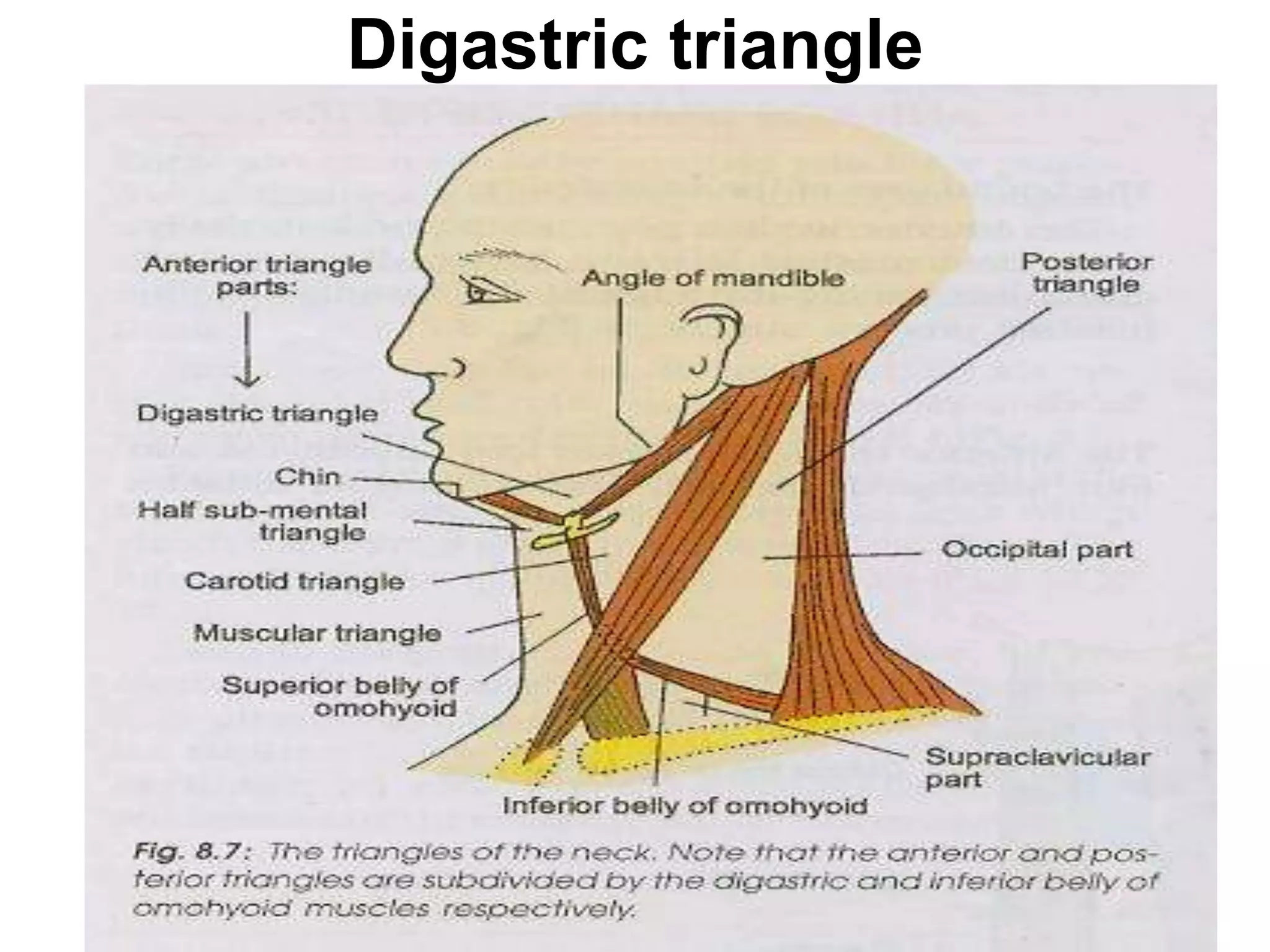 triangles of neck.ppt