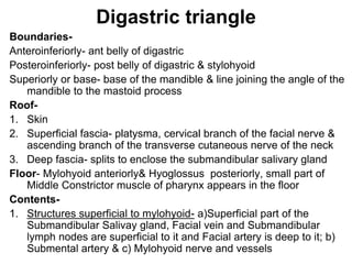 triangles of neck.ppt
