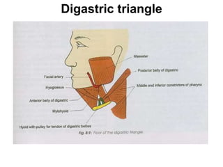 triangles of neck.ppt