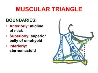 triangles of neck.ppt
