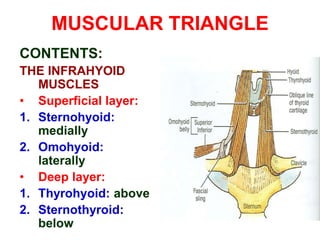 triangles of neck.ppt