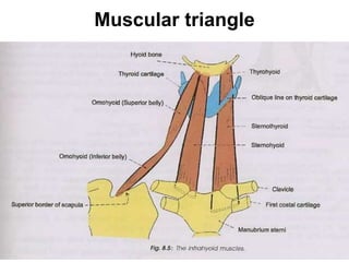 triangles of neck.ppt
