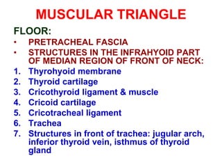 triangles of neck.ppt