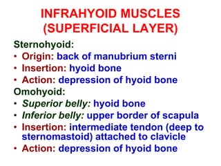 triangles of neck.ppt