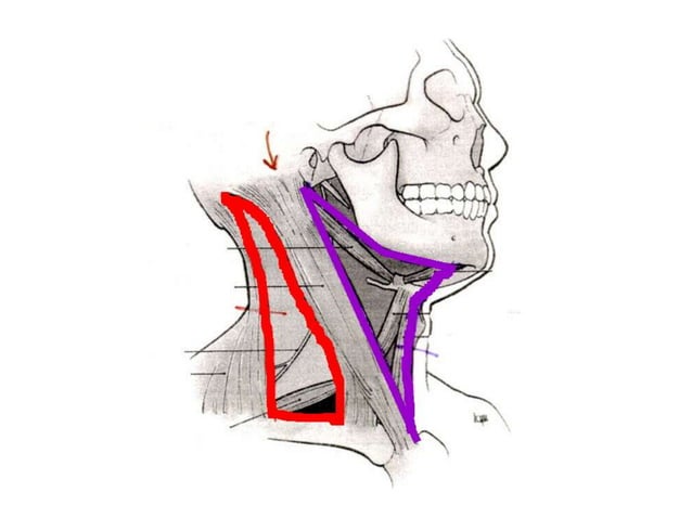 triangles of neck.ppt