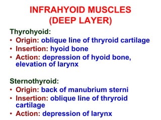 triangles of neck.ppt
