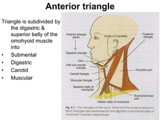 triangles of neck.ppt
