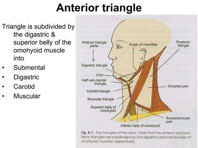triangles of neck.ppt