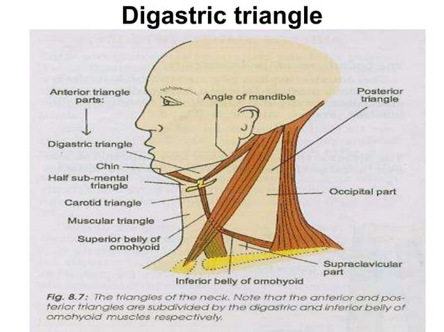 triangles of neck.ppt