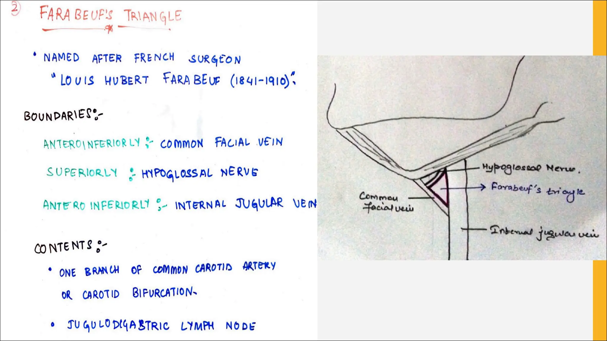 Surgical anatomy of Triangles of neck omfs | PDF