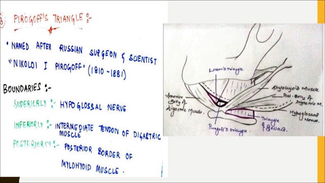 Surgical anatomy of Triangles of neck omfs | PDF | Heart and ...