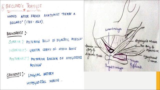 Surgical anatomy of Triangles of neck omfs | PDF
