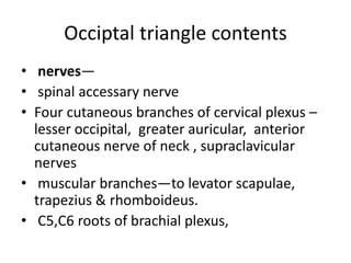 Triangles of neck (1) | PPT