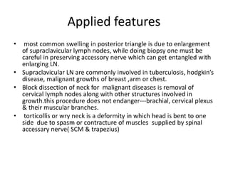 Triangles of neck (1) | PPT