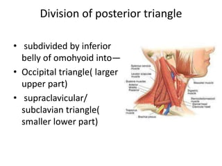 Triangles of neck (1) | PPT