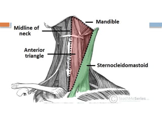 Triangles of neck region and head and neck anatomy (1).pptx