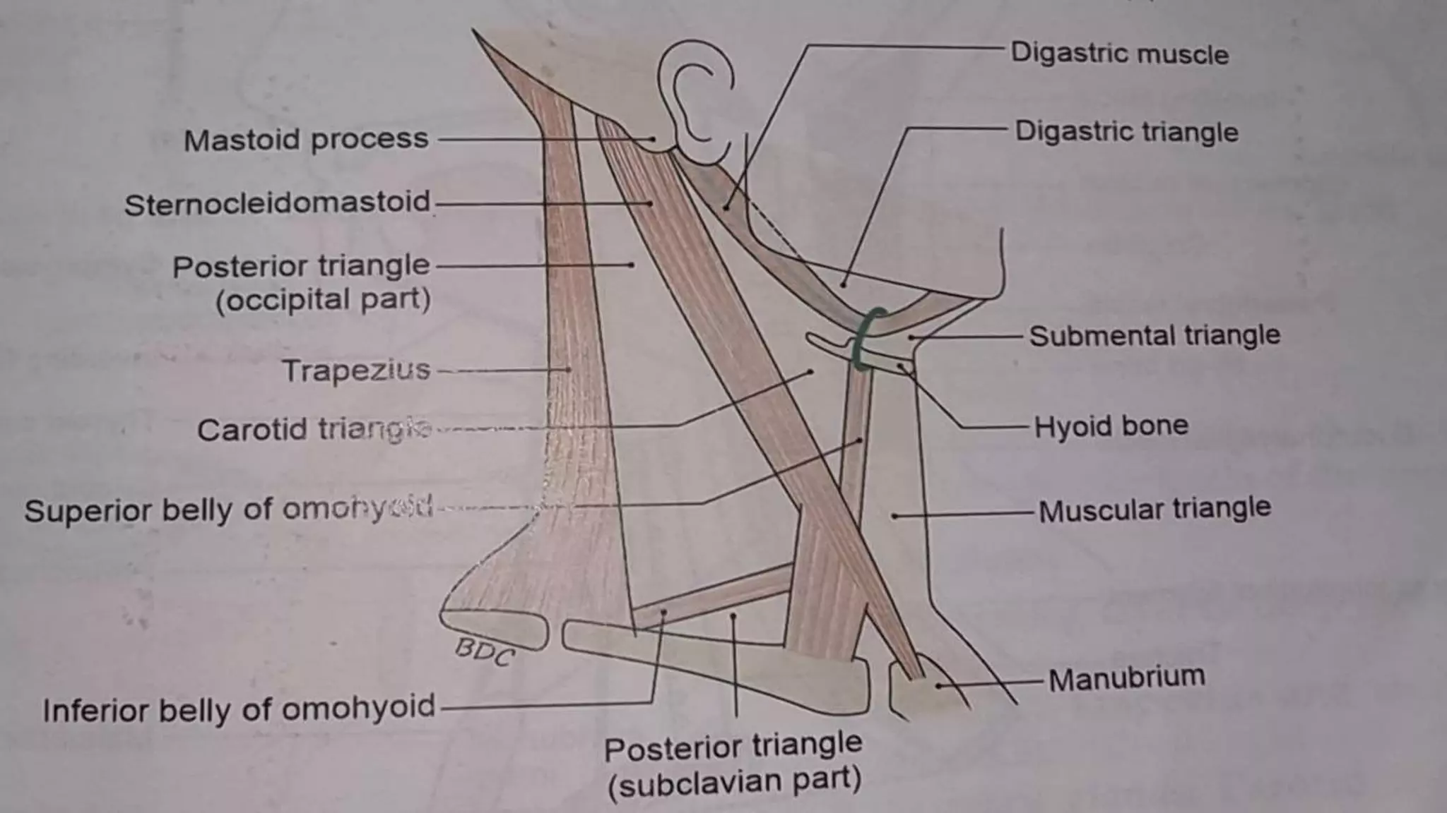 TRIANGLES OF NECK & APPLIED ANATOMY.pptx