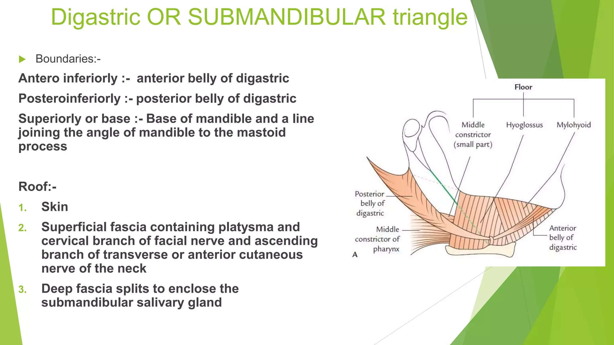 TRIANGLES OF NECK & APPLIED ANATOMY.pptx