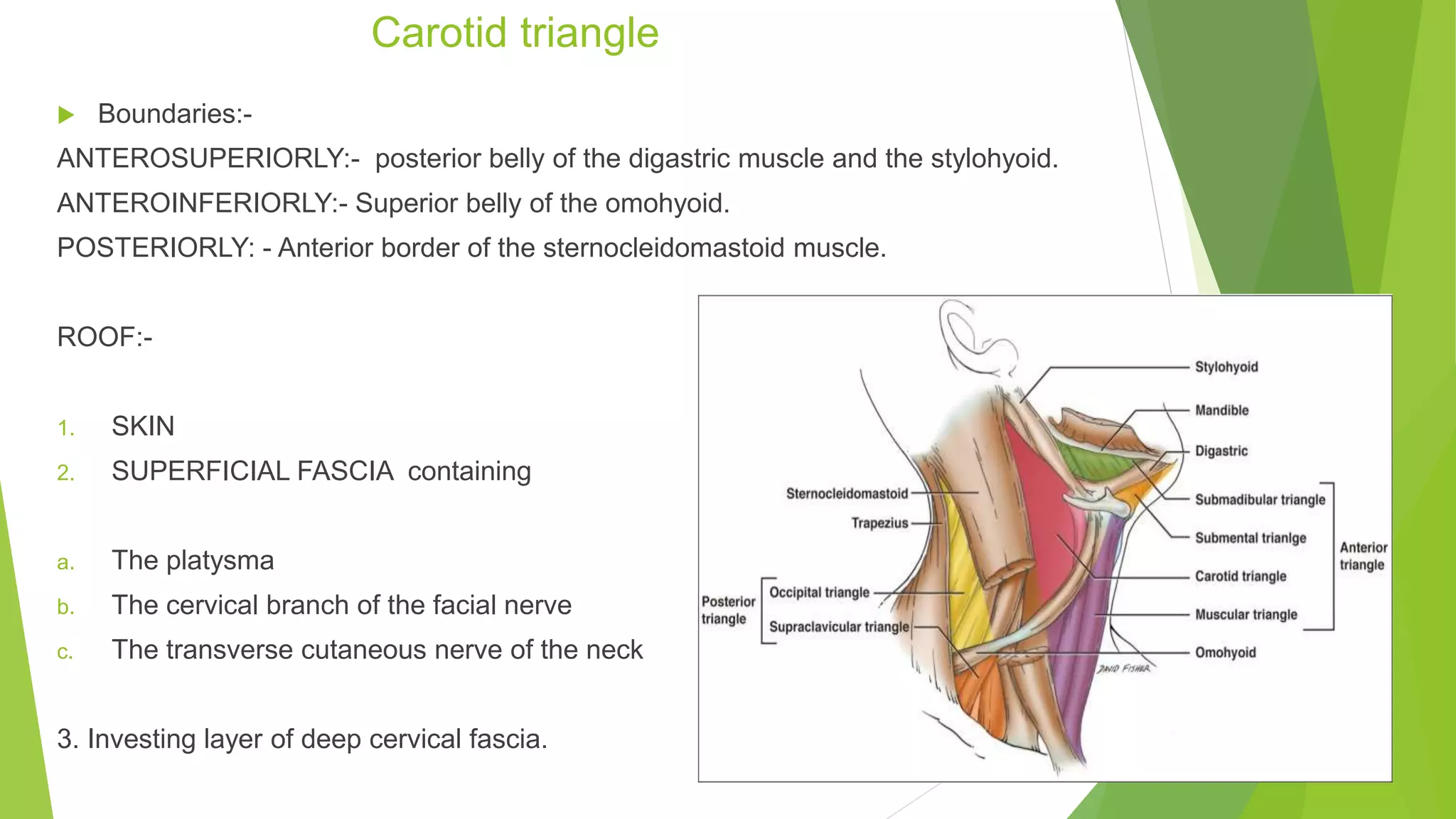 TRIANGLES OF NECK & APPLIED ANATOMY.pptx
