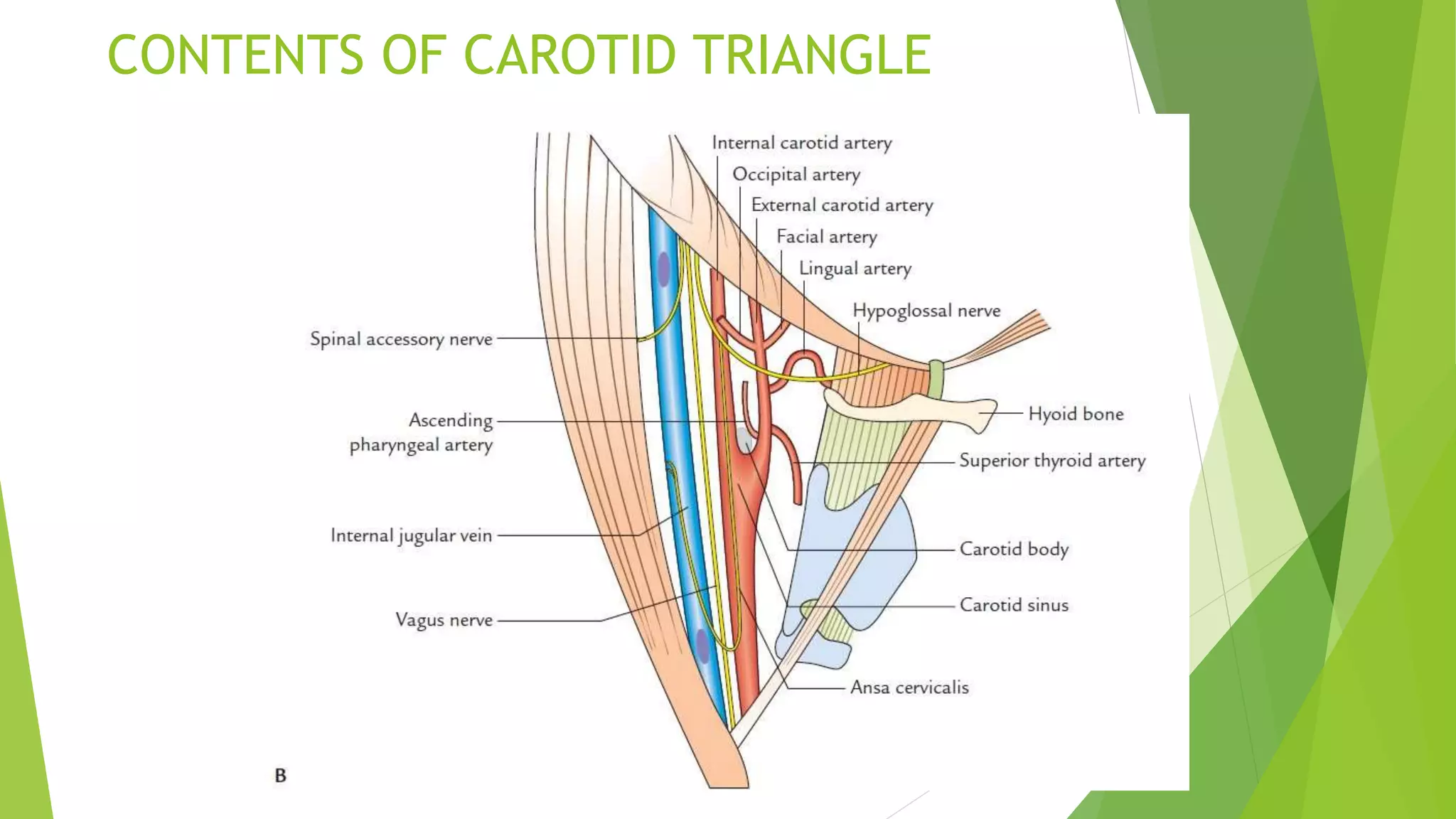 TRIANGLES OF NECK & APPLIED ANATOMY.pptx
