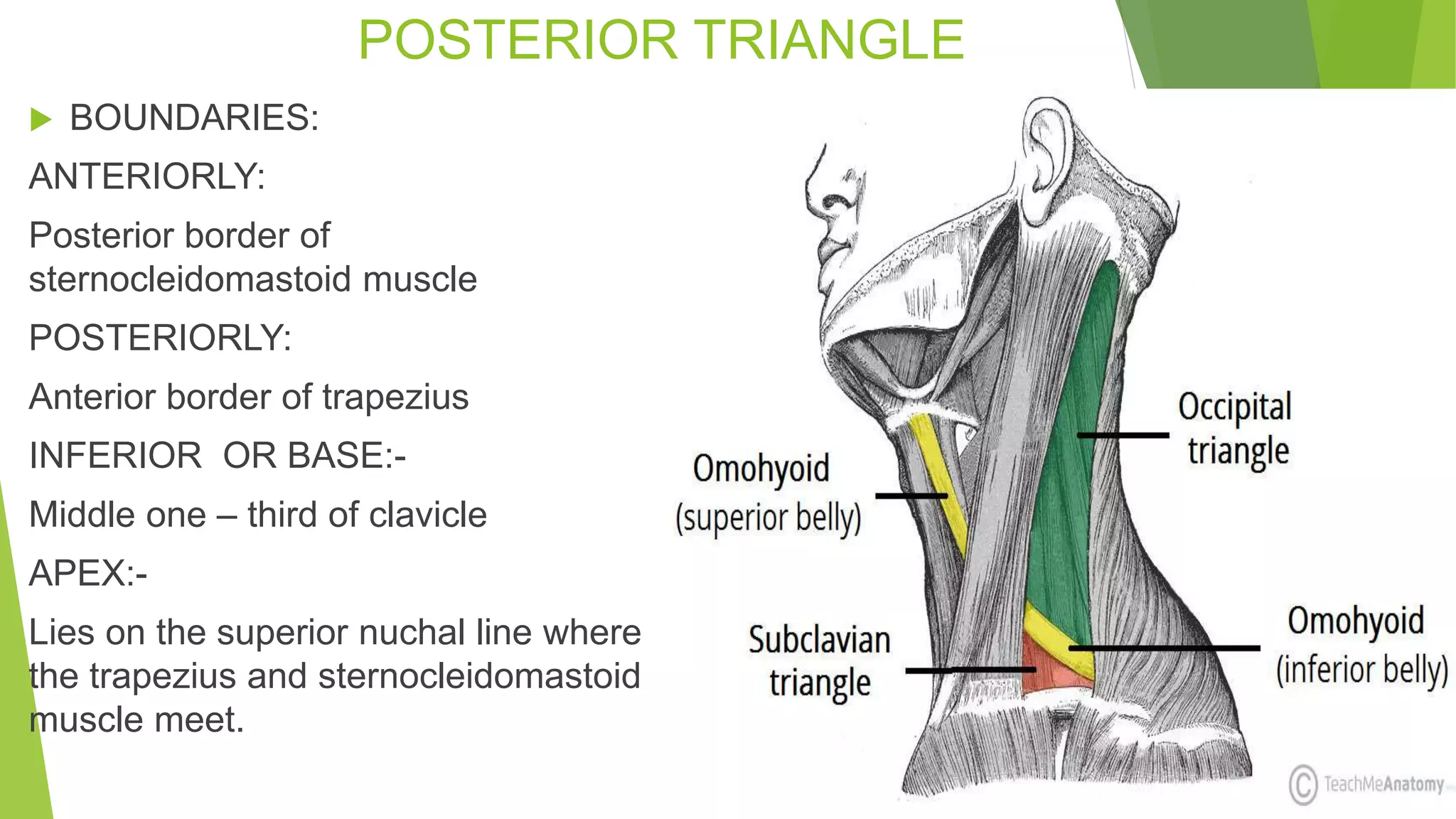 TRIANGLES OF NECK & APPLIED ANATOMY.pptx