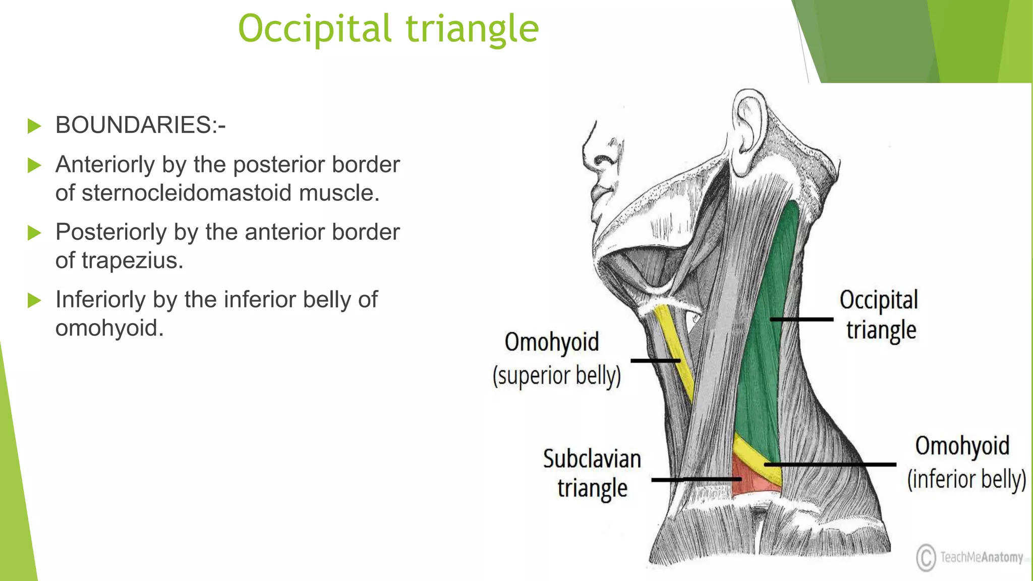 TRIANGLES OF NECK & APPLIED ANATOMY.pptx | Death, Injury, or Military ...