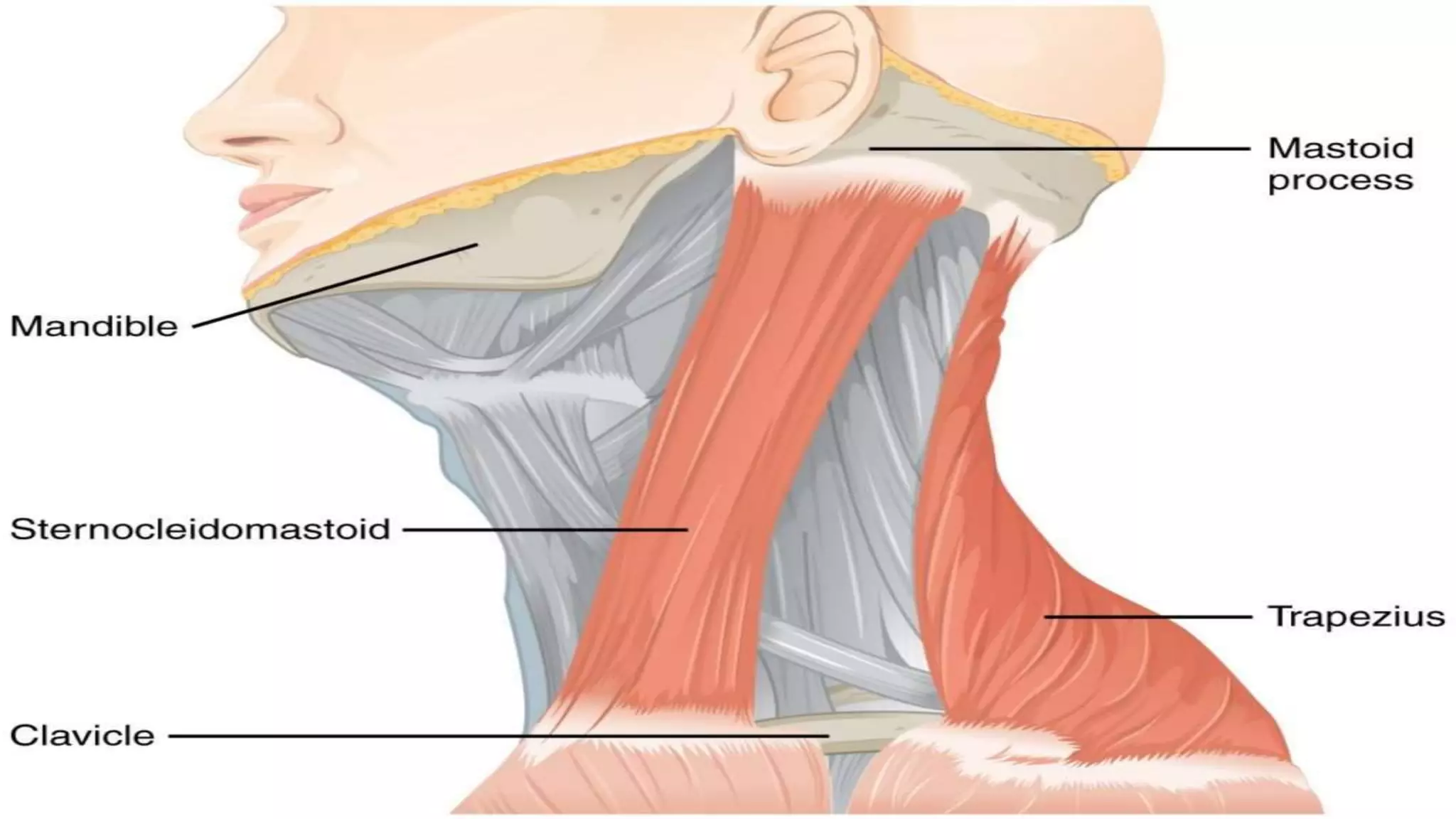 TRIANGLES OF NECK & APPLIED ANATOMY.pptx
