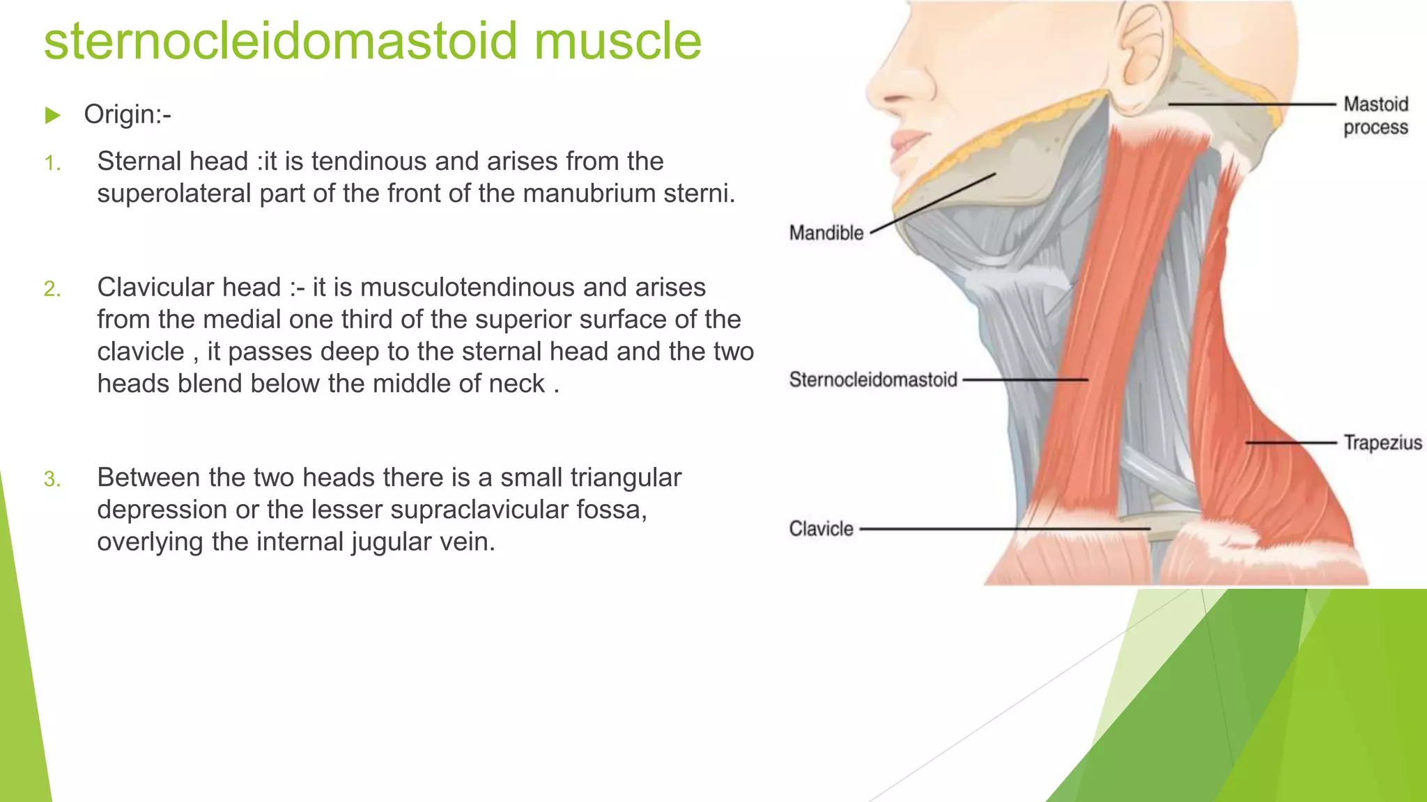 TRIANGLES OF NECK & APPLIED ANATOMY.pptx