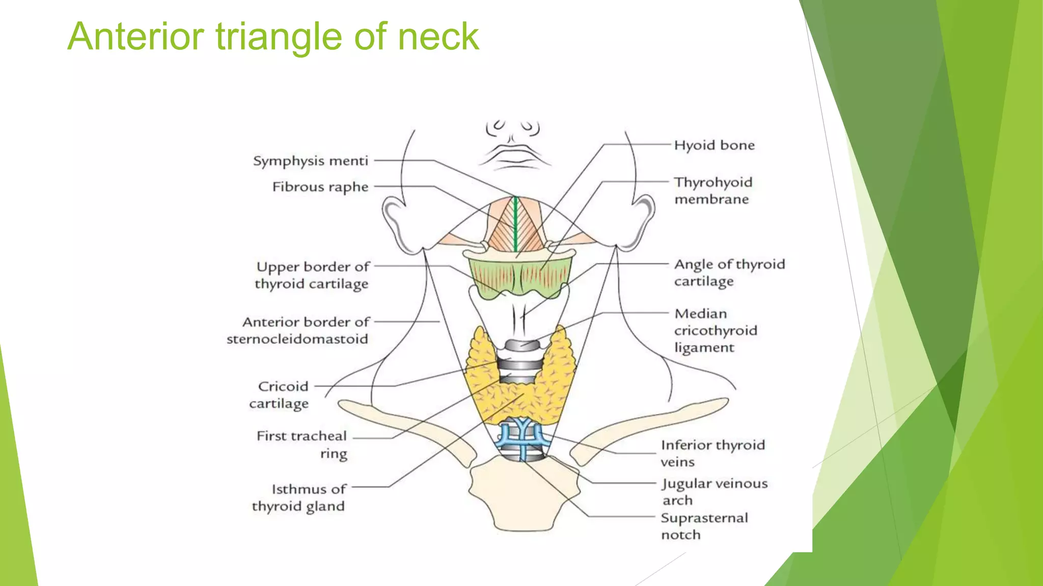 TRIANGLES OF NECK & APPLIED ANATOMY.pptx