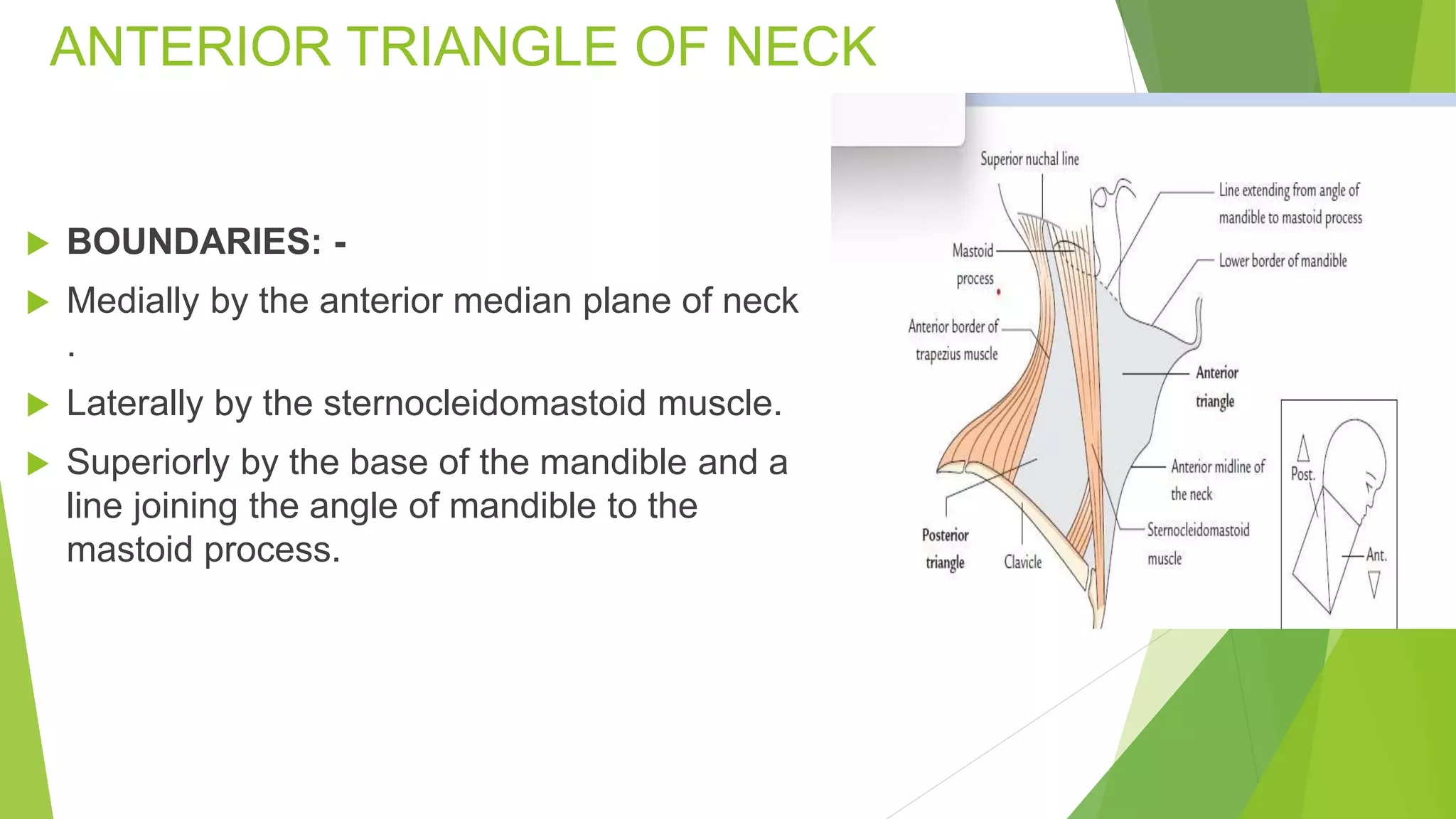 TRIANGLES OF NECK & APPLIED ANATOMY.pptx