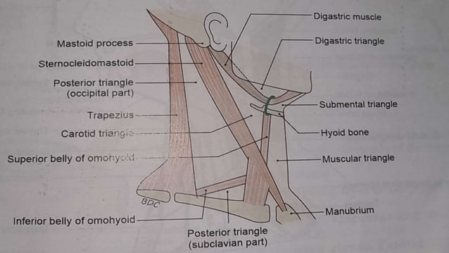 TRIANGLES OF NECK & APPLIED ANATOMY.pptx | Death, Injury, or Military ...
