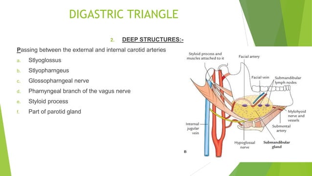 TRIANGLES OF NECK & APPLIED ANATOMY.pptx | Death, Injury, or Military ...