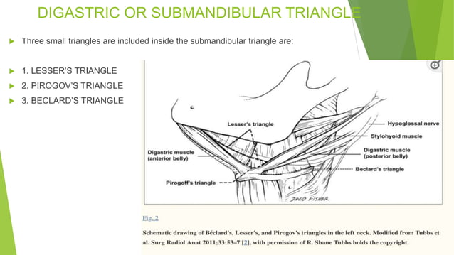 TRIANGLES OF NECK & APPLIED ANATOMY.pptx | Death, Injury, or Military ...