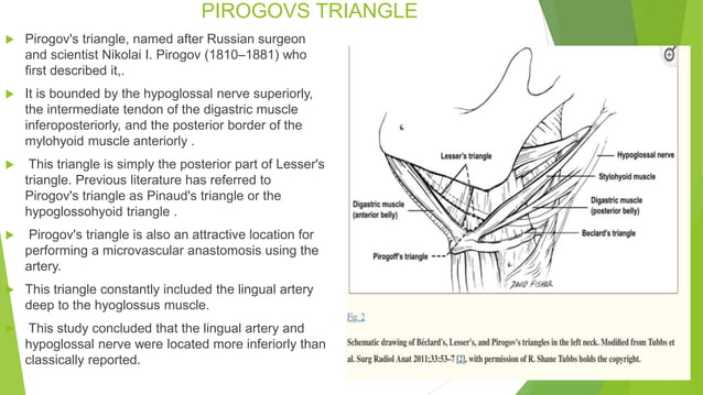 TRIANGLES OF NECK & APPLIED ANATOMY.pptx | Death, Injury, or Military ...