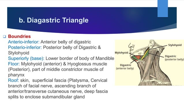 Triangles of Neck and Clinical Correlation by Dr. RIG.pptx