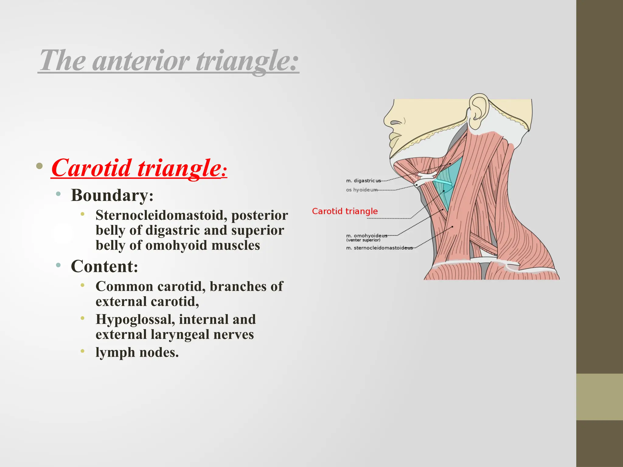 triangles of neck dr bushra.ppt ucmd anatomy | PPT