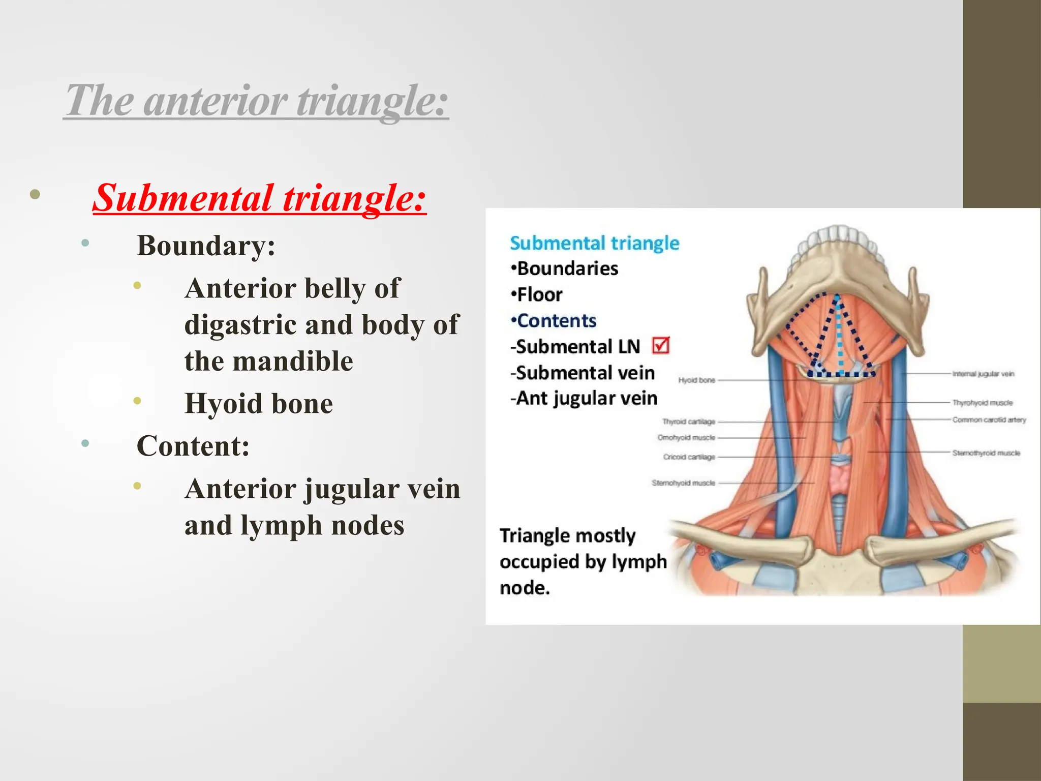 triangles of neck dr bushra.ppt ucmd anatomy | PPT