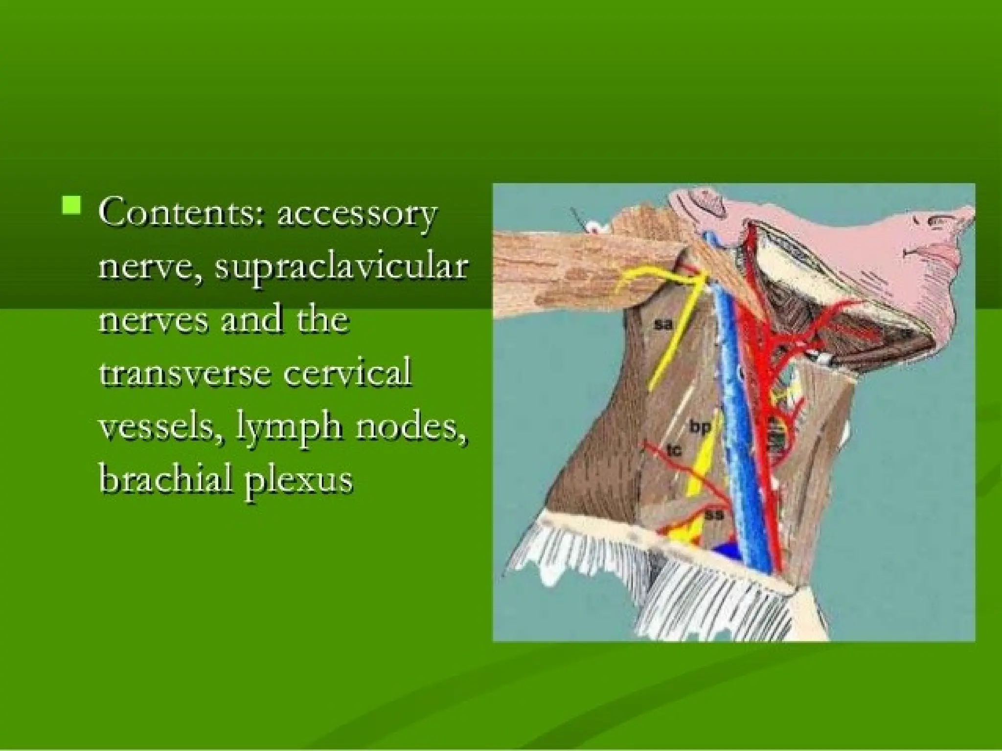 triangles of neck dr bushra.ppt ucmd anatomy | PPT