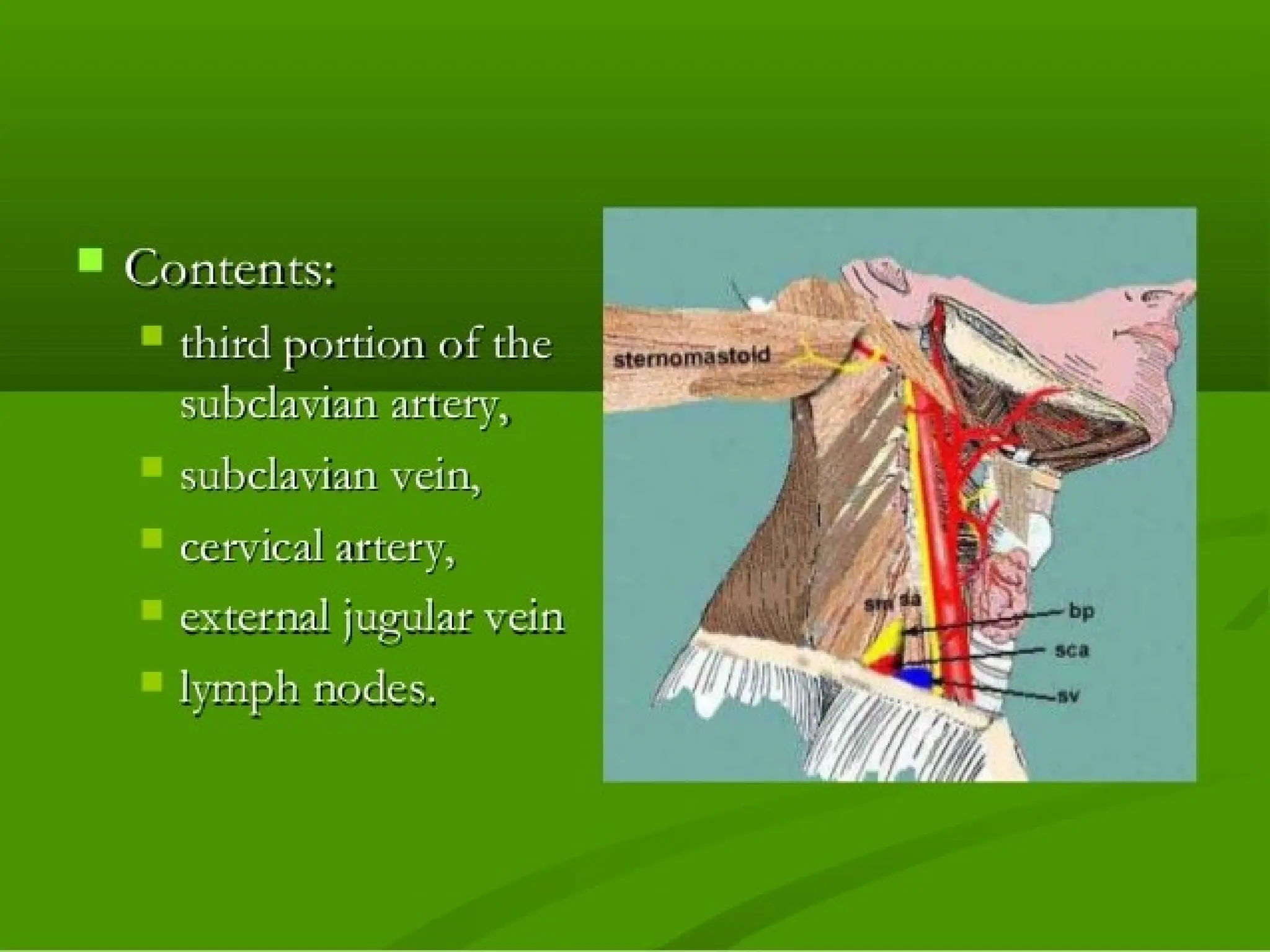 triangles of neck dr bushra.ppt ucmd anatomy | PPT