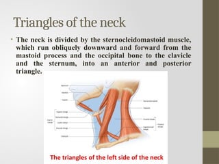 triangles of neck dr bushra.ppt ucmd anatomy | PPT