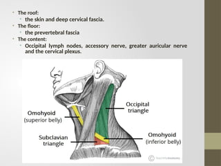 triangles of neck dr bushra.ppt ucmd anatomy | PPT
