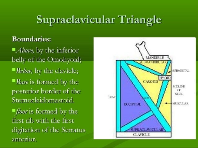 triangles of neck dr bushra.ppt ucmd anatomy | PPT