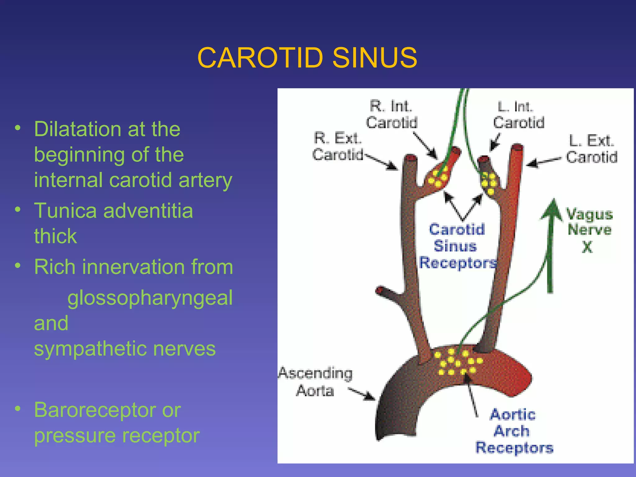 surgical anatomy of Triangles of neck | PPT