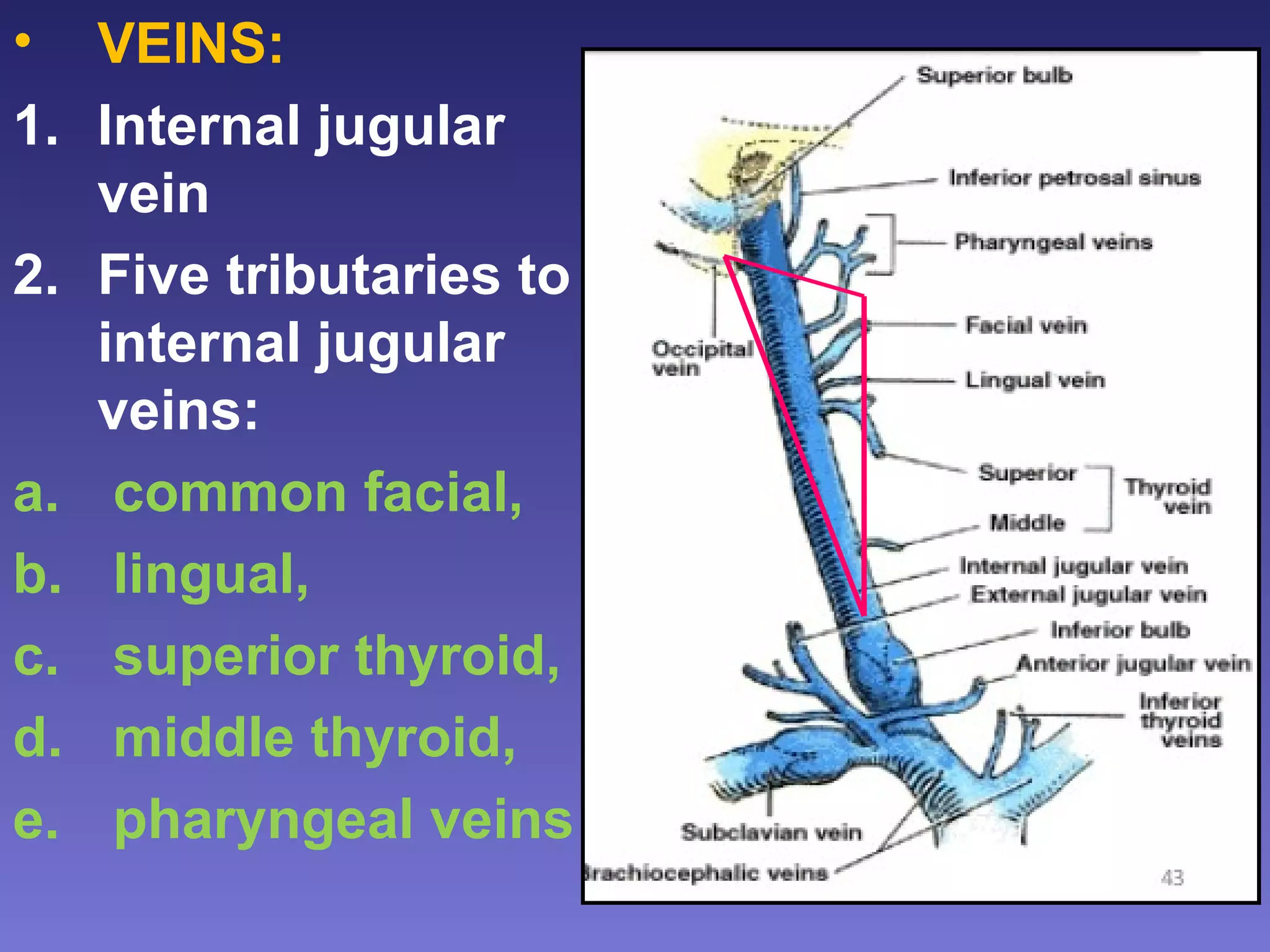 surgical anatomy of Triangles of neck | PPT