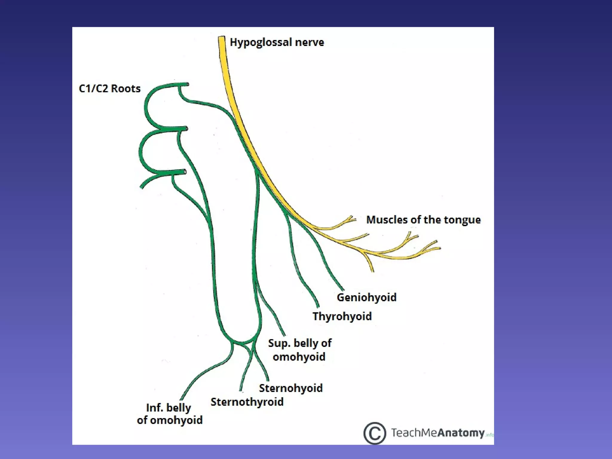 surgical anatomy of Triangles of neck | PPT